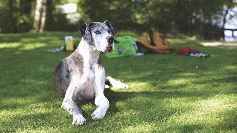 15 dog breeds that somehow feel older and wiser than their owners