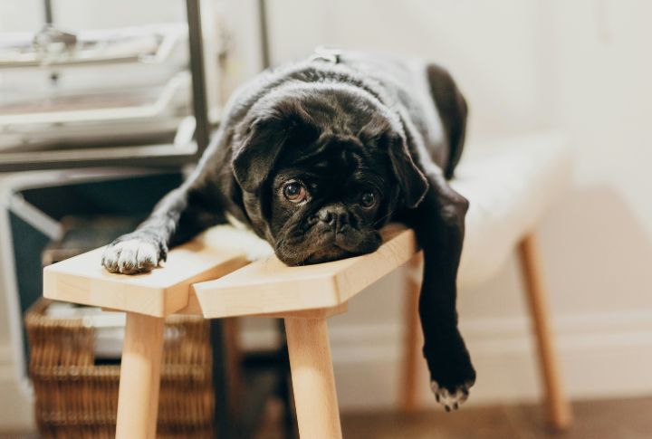 15 telltale signs your dog might be in pain