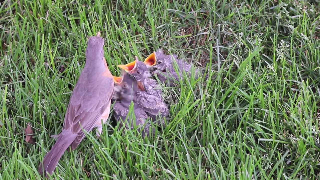 Baby birds found in grass - rescued
