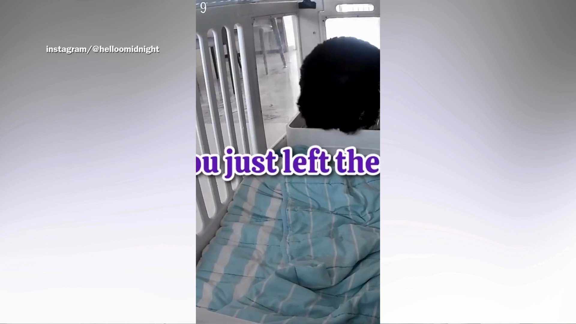 Cavapoo howls for owners