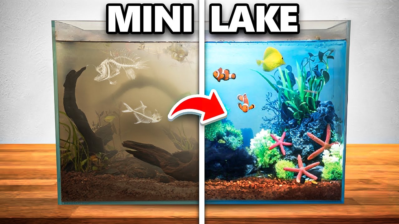 I built a lake ecosystem on my desk