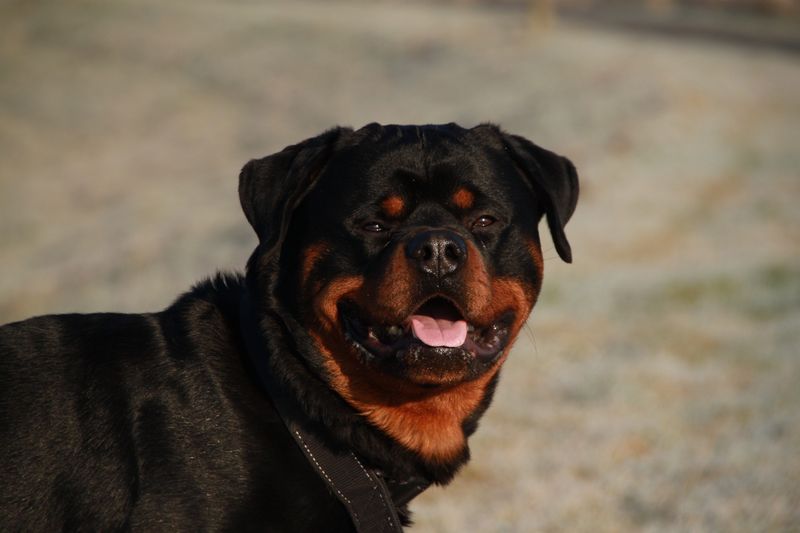16 dog breeds that look intimidating but secretly live for affection