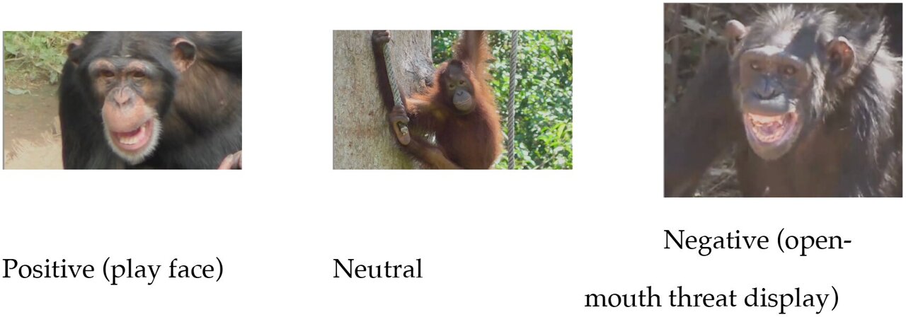 What primate faces reveal about empathy: Humans mirror emotions across ...
