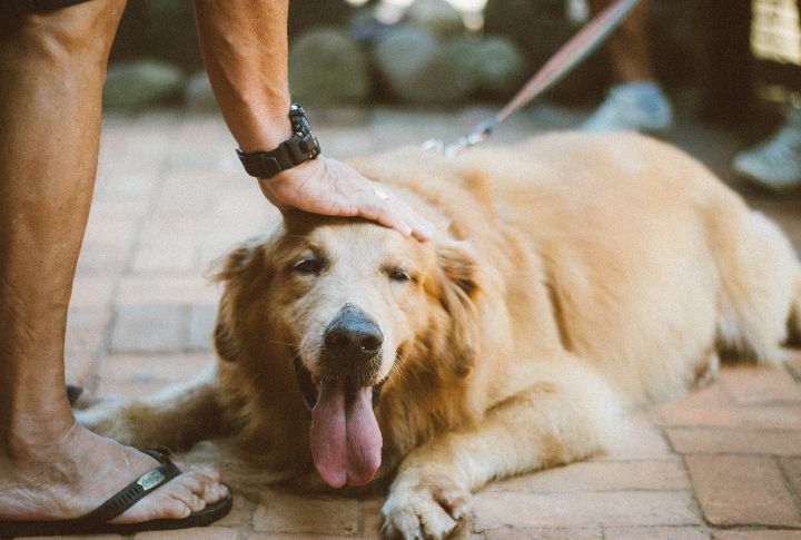 15 telltale signs your dog might be in pain