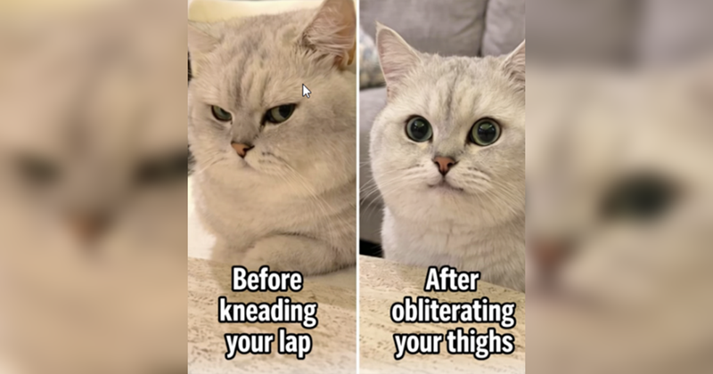 Funniest cat memes for feline fanatics