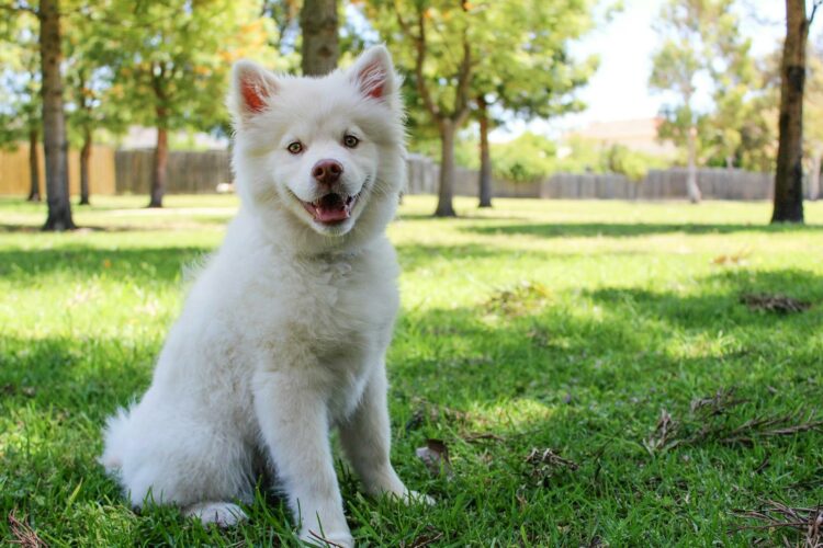 15 reasons why dogs run away and how you can prevent it