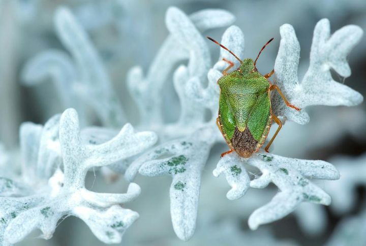 15 must-know facts about stink bugs