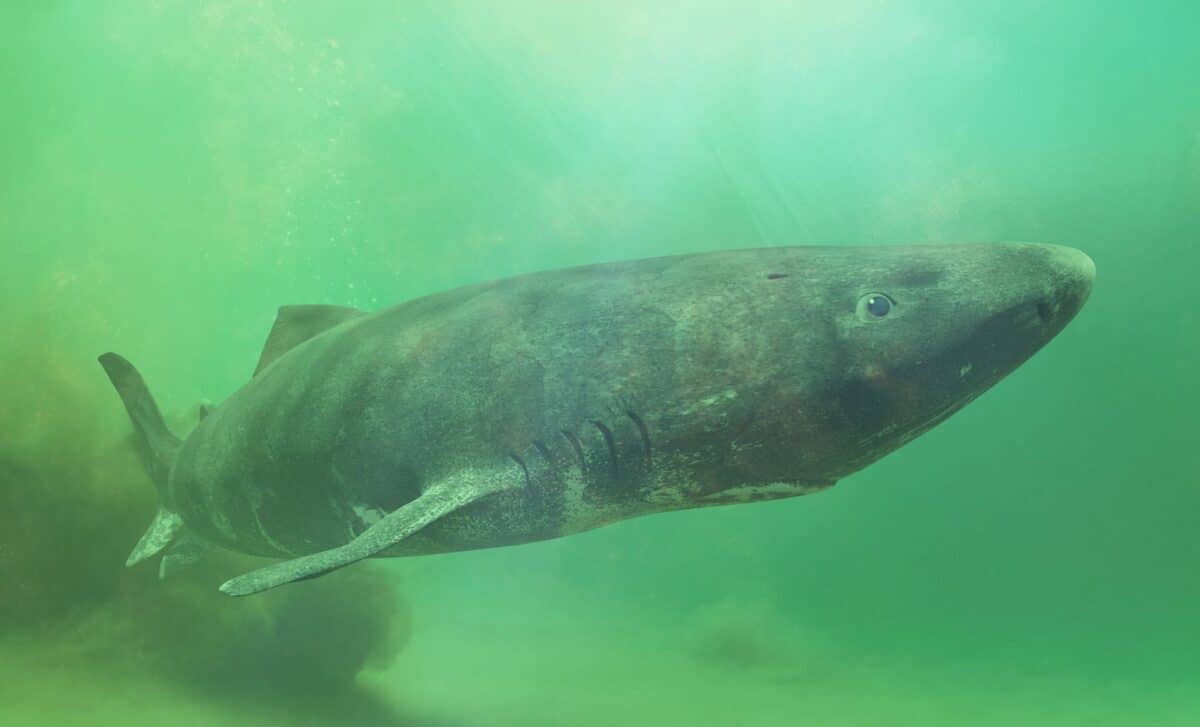 The 392-year-old shark story is everywhere online, but researchers say ...