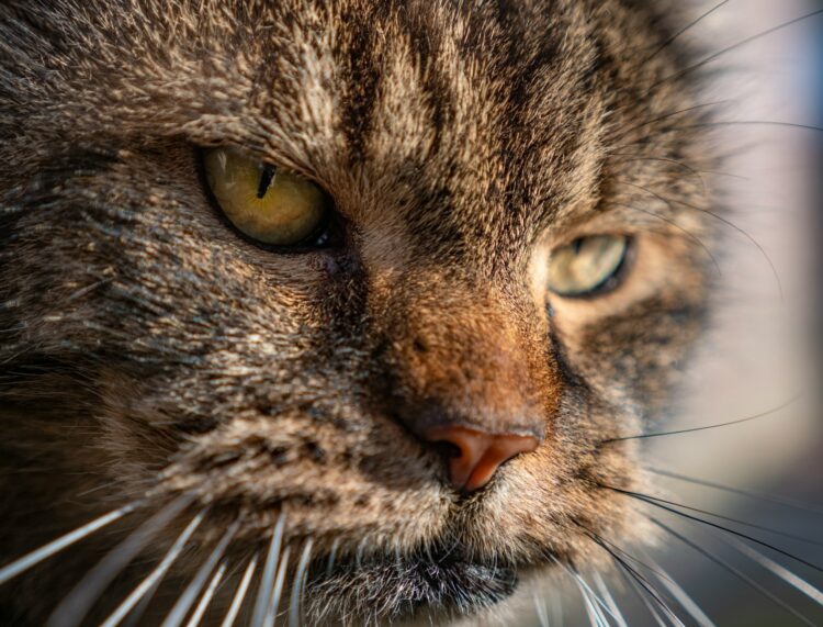 10 signs your cat is getting older