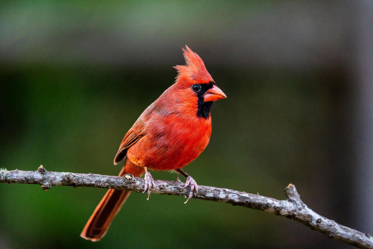 The spiritual meaning of seeing a cardinal