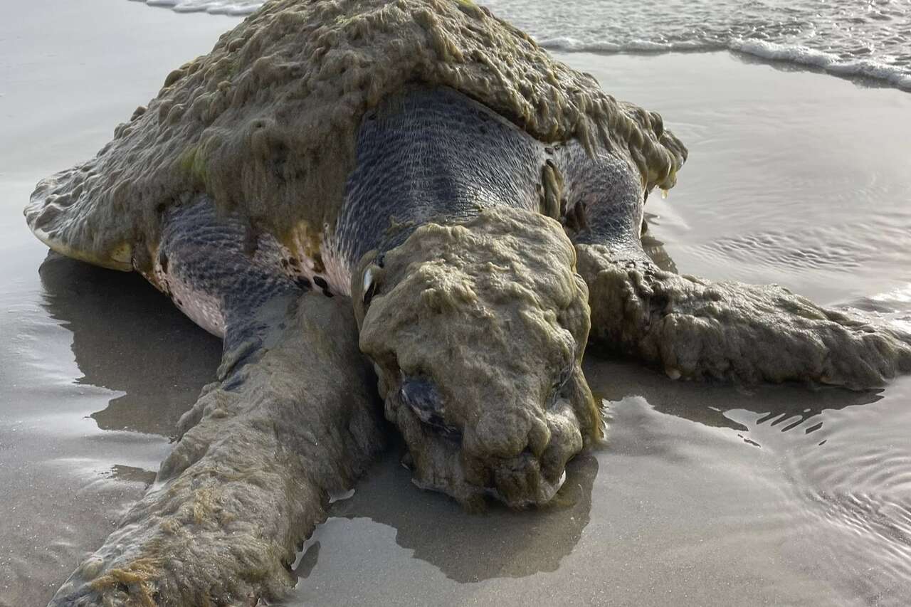 Rare sea turtle discovery on the Texas coast sparks rescue
