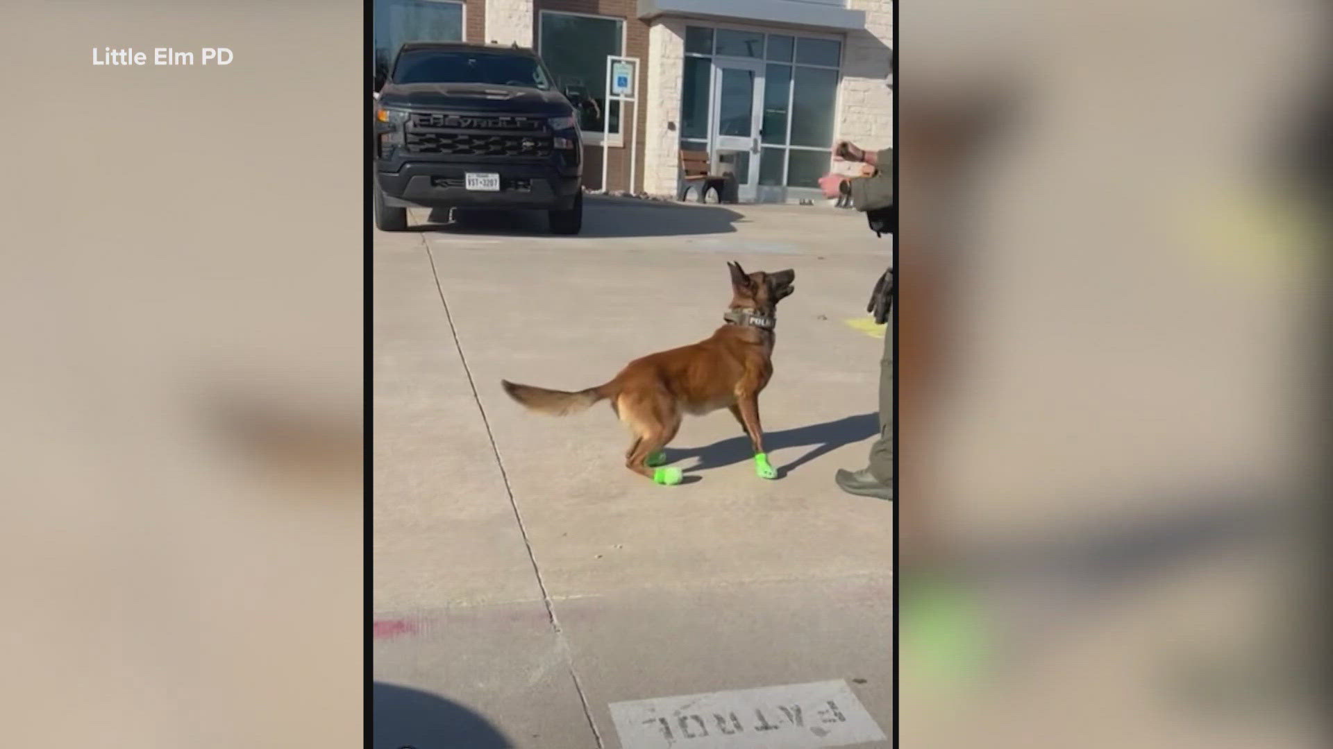 Police dog rocks Crocs for birthday