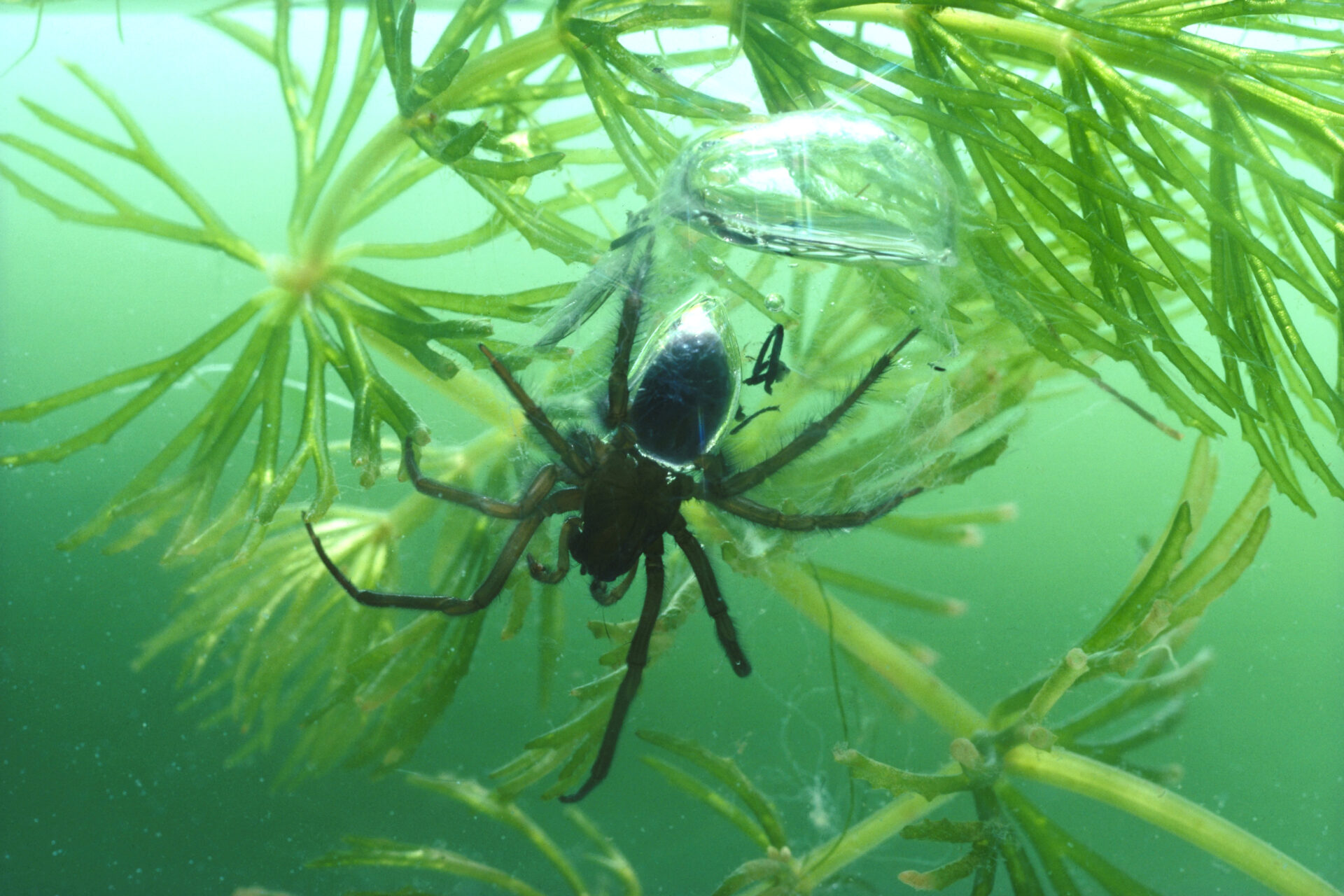 The most dangerous spiders on the planet