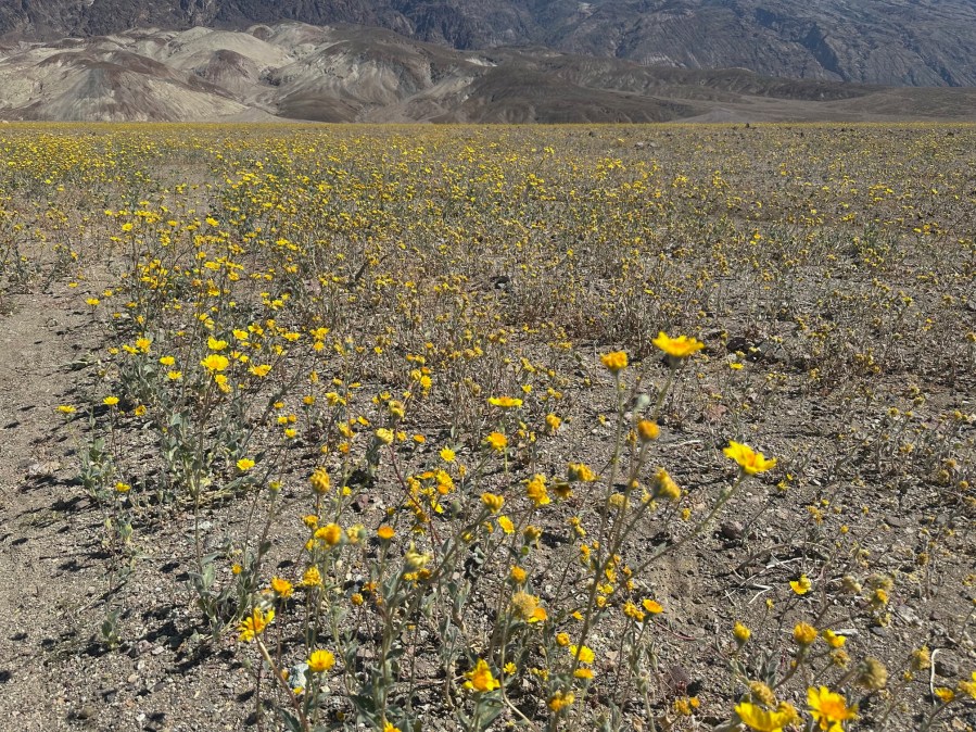 Death Valley superbloom best in decade after heavy rain