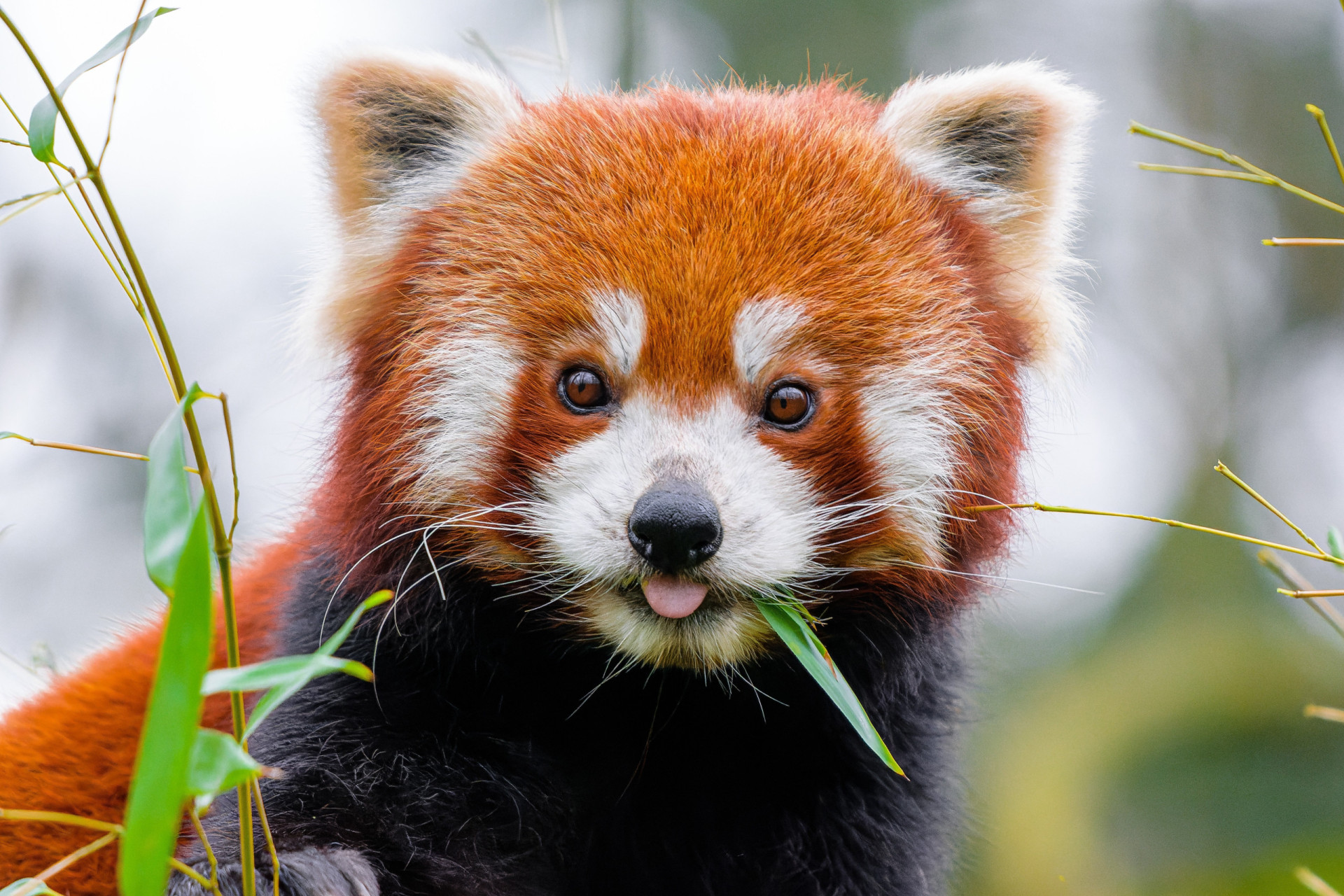 Tiny, fluffy, and mischievous: Meet the red panda
