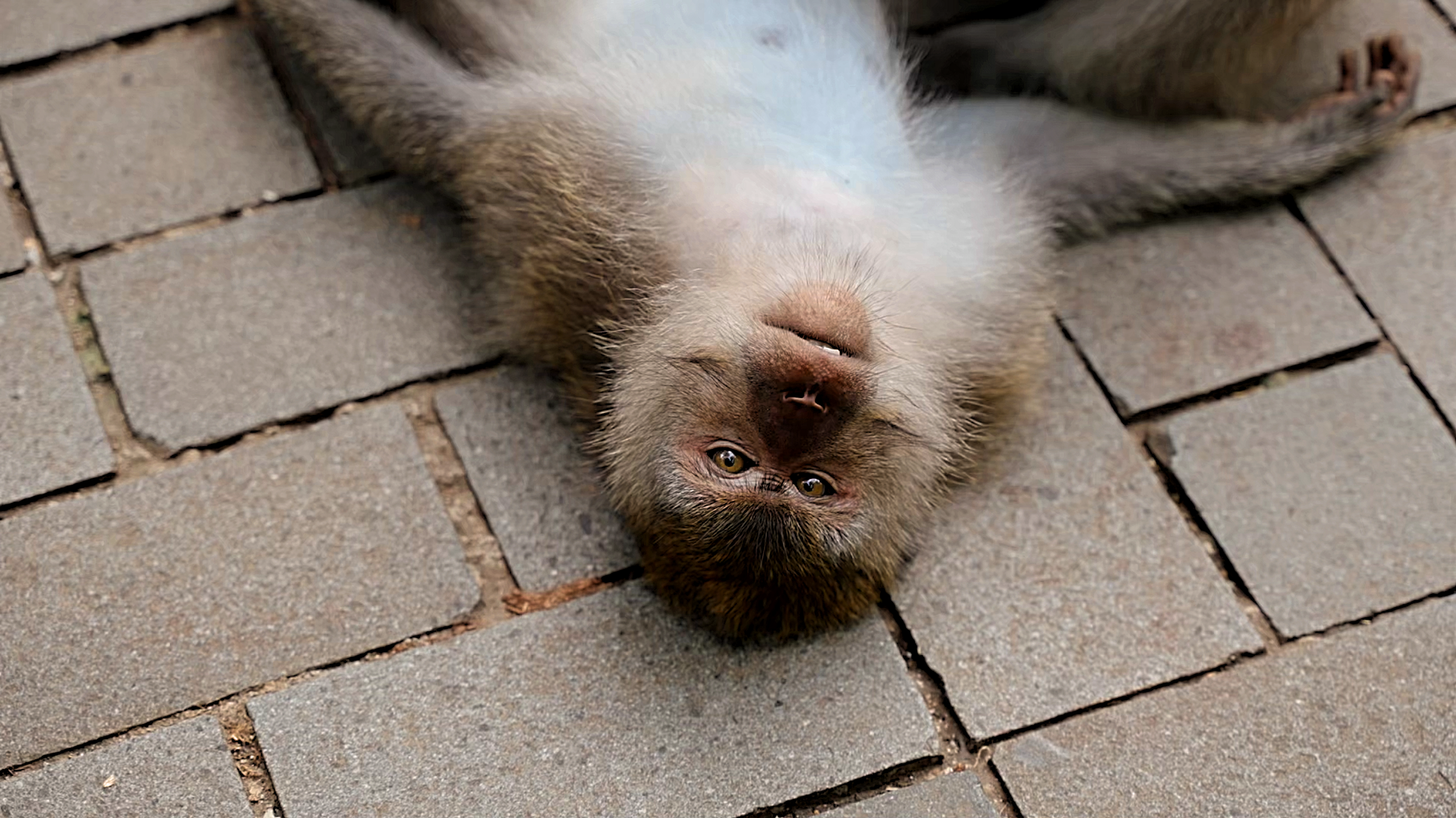 I filmed a monkey in an unexpected simulation moment