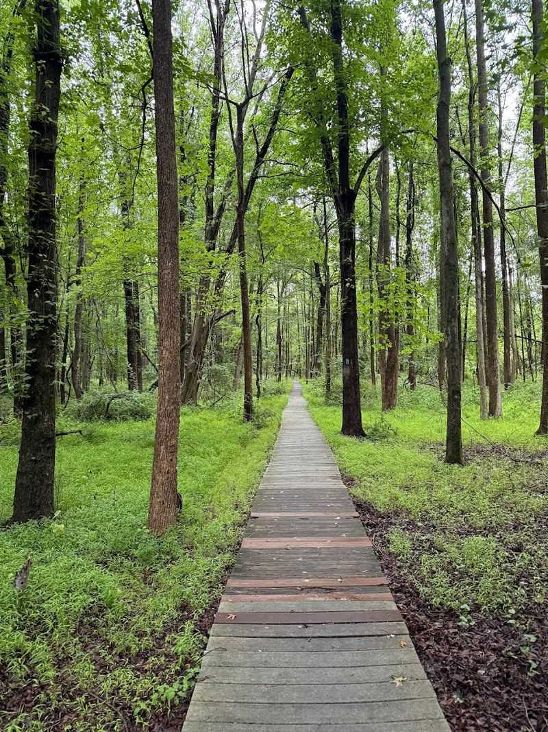This New Jersey boardwalk path through rare wetlands is a local ...