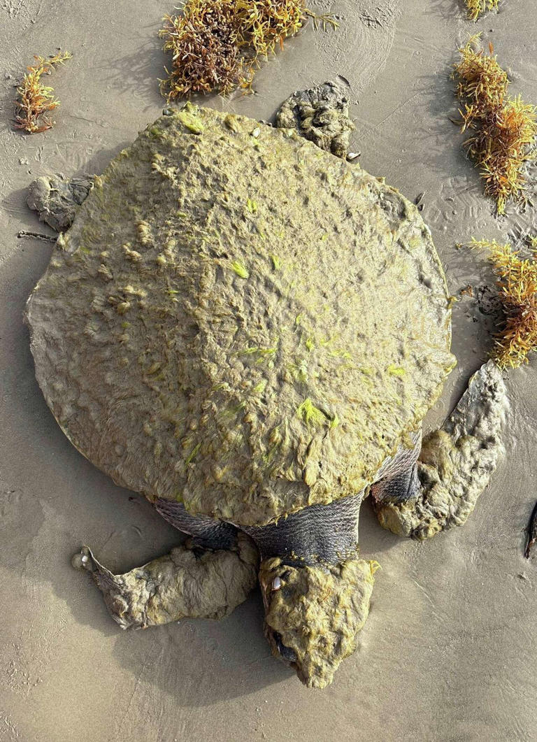 Rare sea turtle discovery on the Texas coast sparks rescue