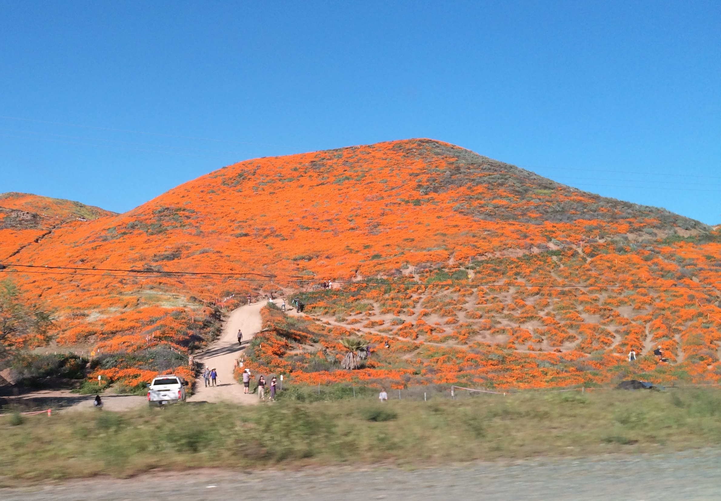 Death Valley's 2026 super bloom turns the desert into a living painting