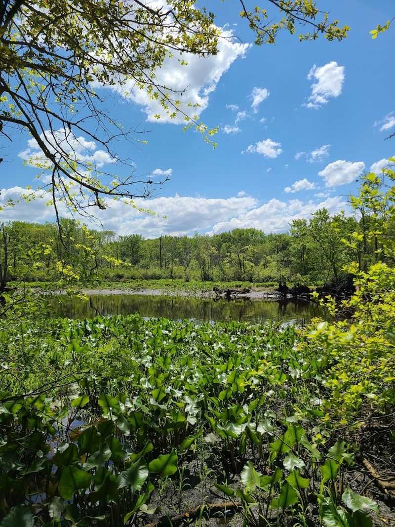 This New Jersey boardwalk path through rare wetlands is a local ...