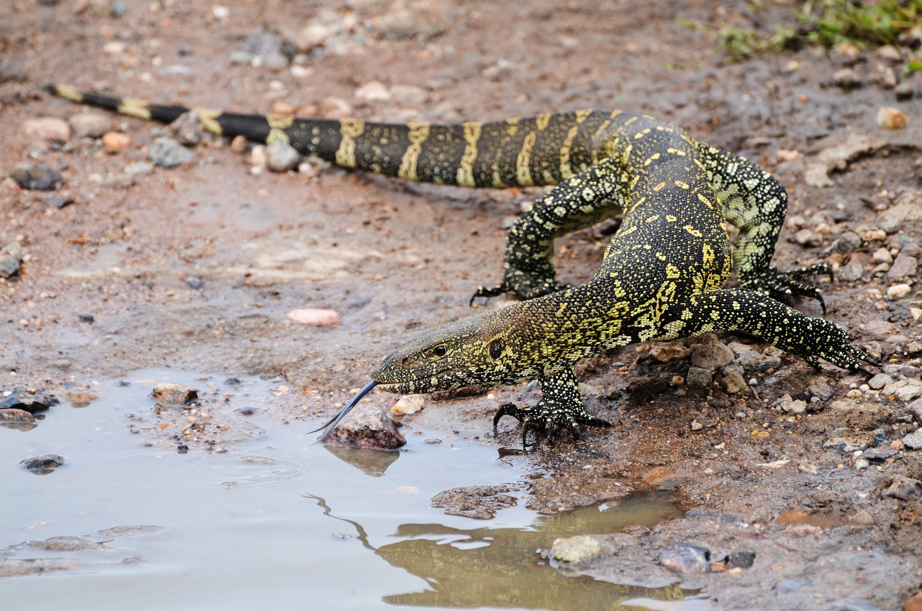 Invasive giant reptile is thriving in Florida's climate, invading its ...