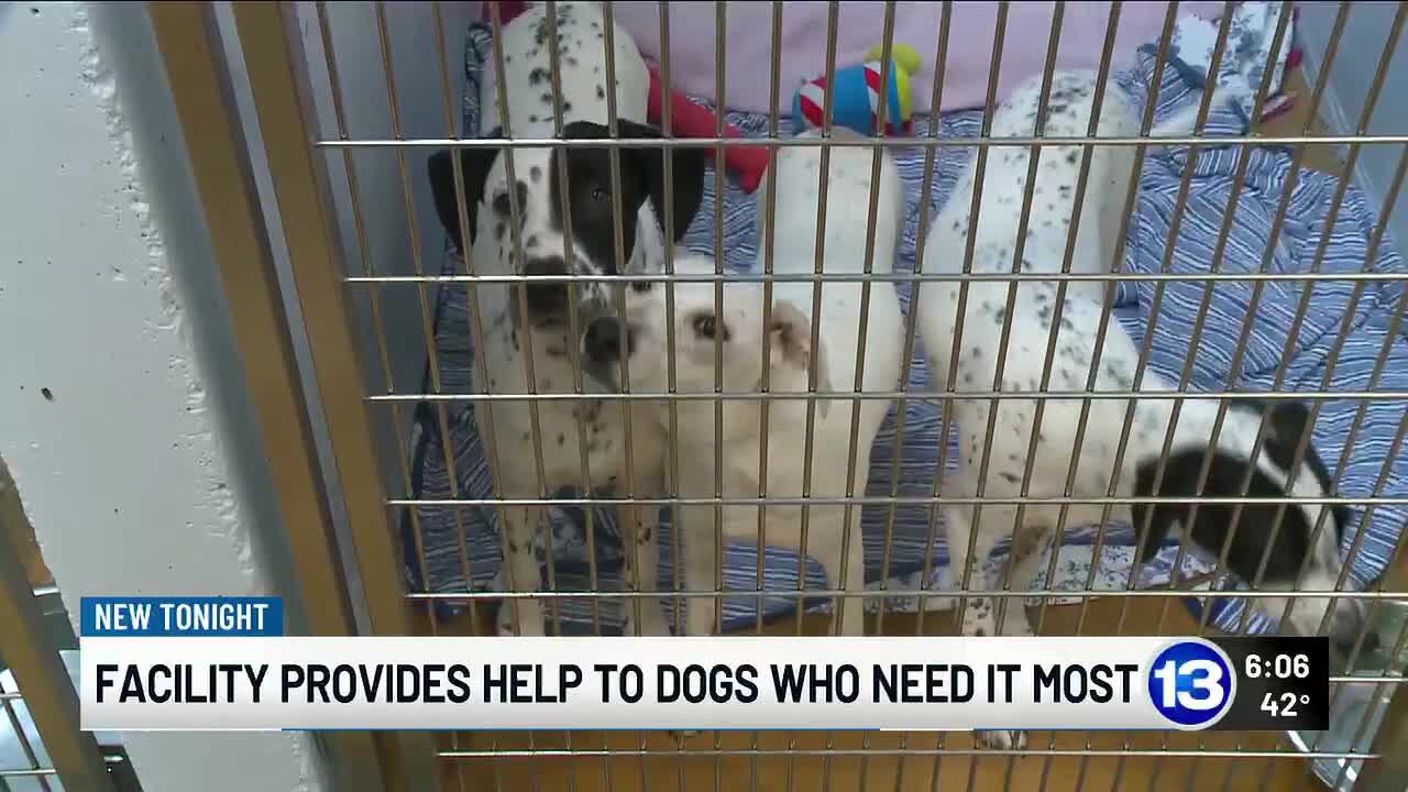 New Toledo Humane Society facility provides help to dogs who need it most