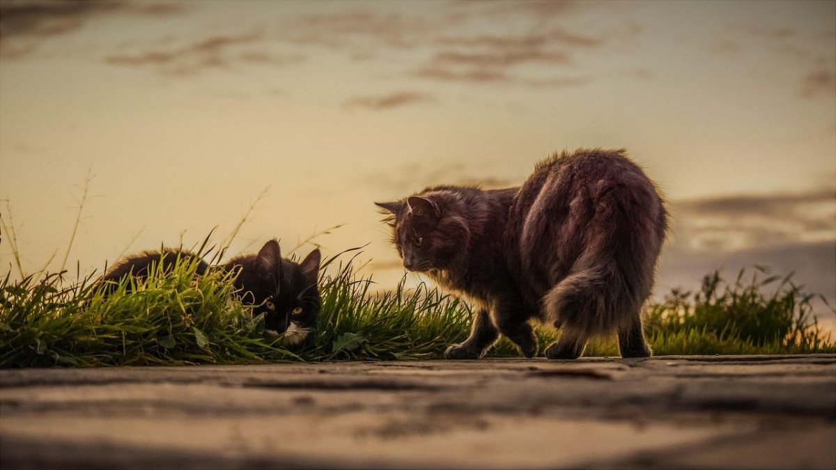 Why some stray cats instantly trust you, according to experts