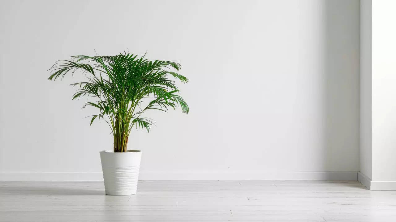 6 tall indoor plants that add height and beauty to your home