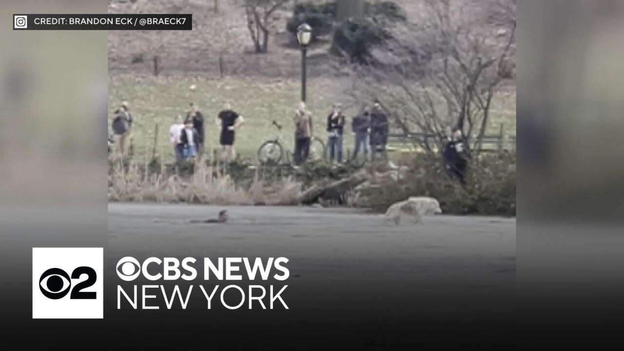 Video shows man rescuing dog from icy Central Park pond