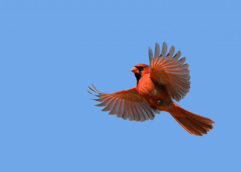 The spiritual meaning of seeing a cardinal