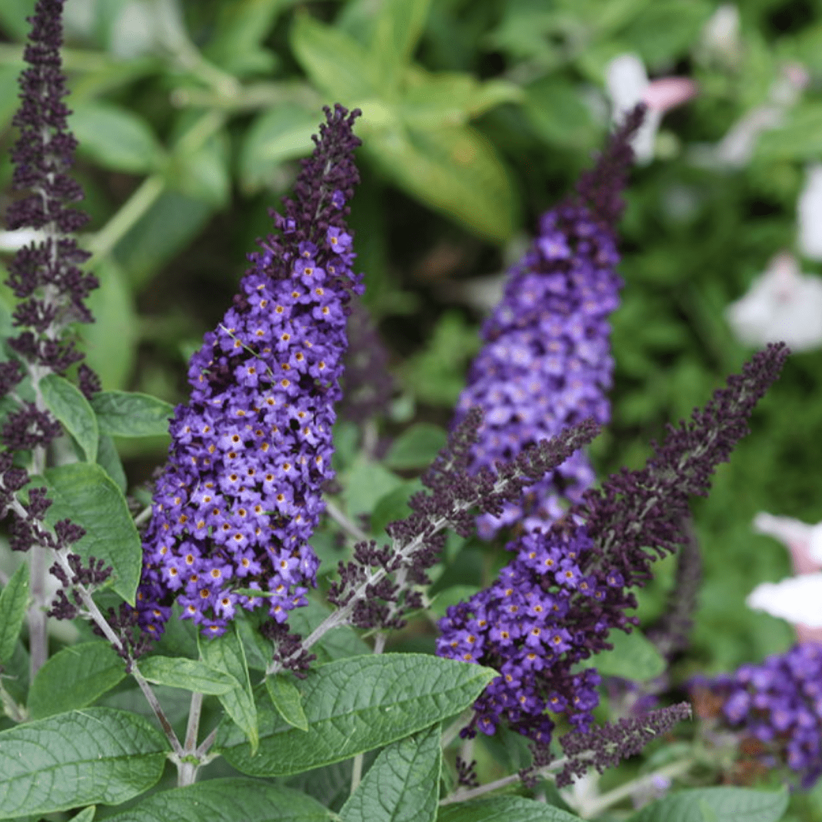 7 beautiful blue flowering shrubs to grow