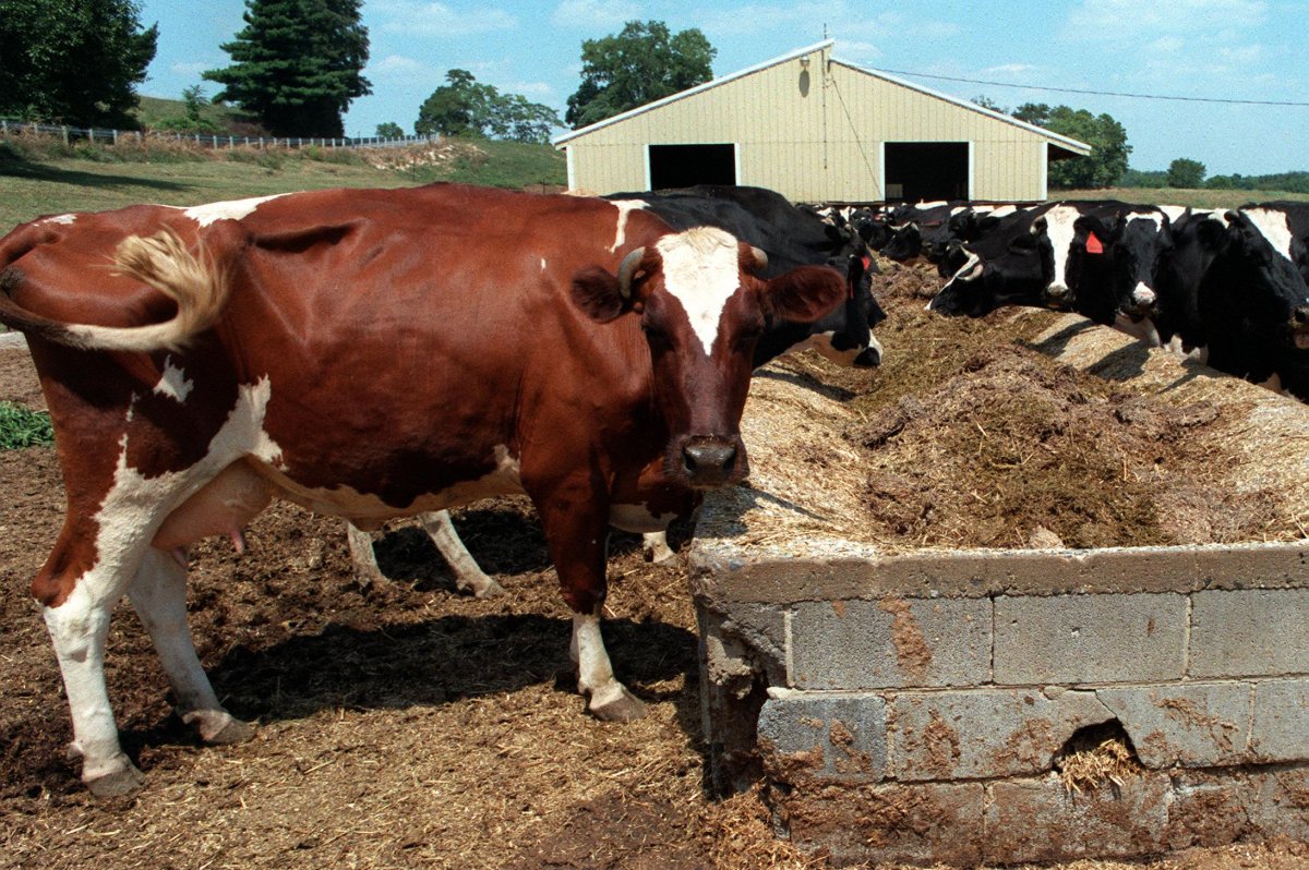 40 cows on the loose in Virginia following crash
