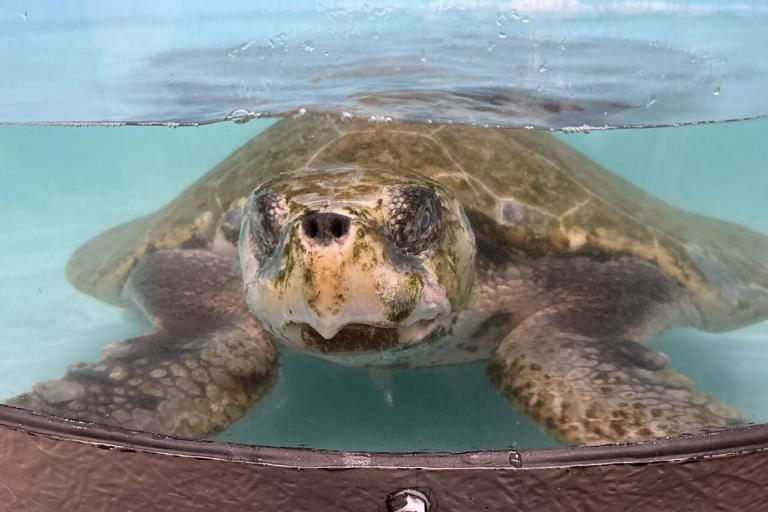 Rare sea turtle discovery on the Texas coast sparks rescue