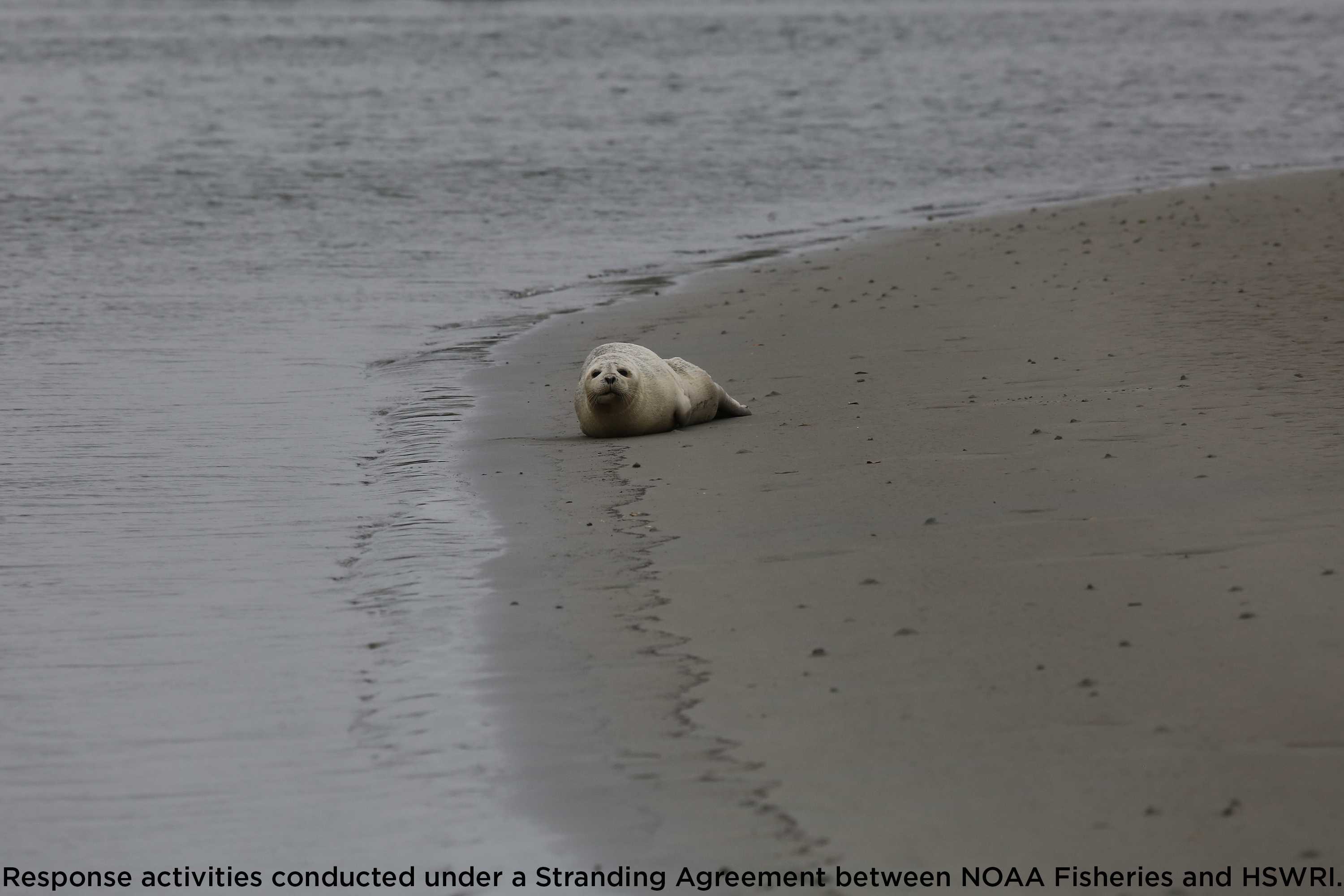'Extremely rare': Harbor seal spotted on sandbar of Central Florida beach