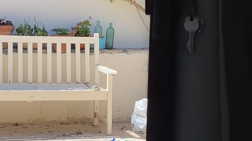Encountering a massive lizard