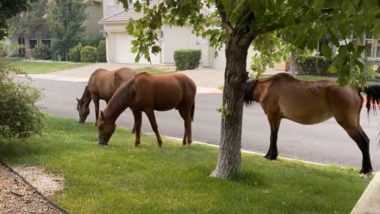 Wild horses and their adorable foals in the wild