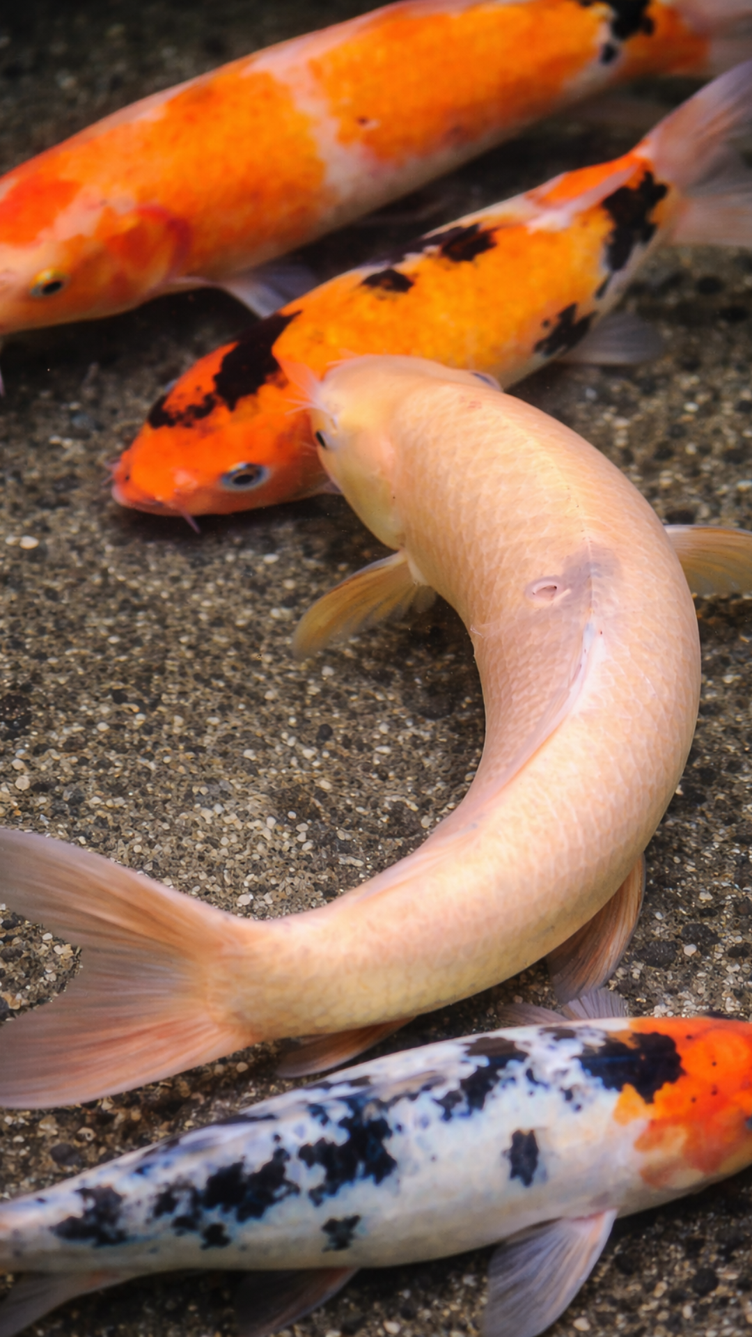 Kolam yang mempesona dengan spesies ikan langka dan berukuran jumbo