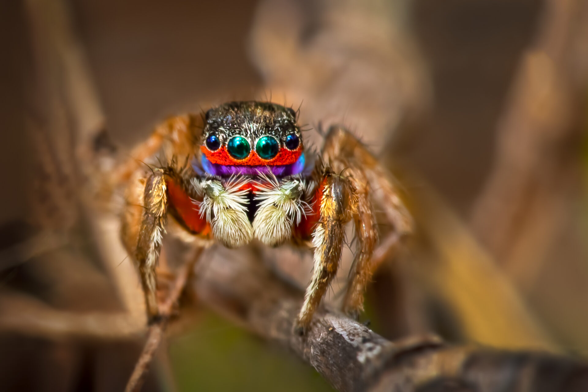 The most dangerous spiders on the planet