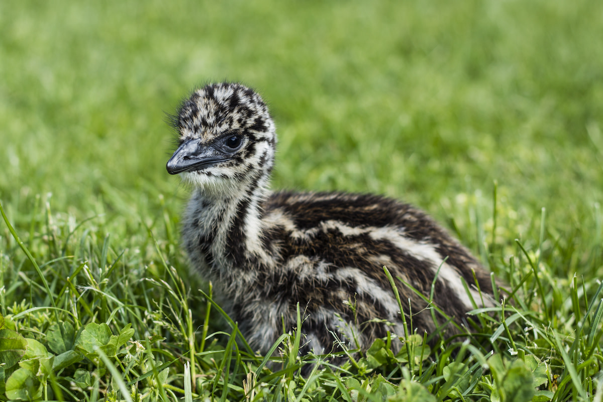 Why baby emus wear balloons on their feet while exploring their new home