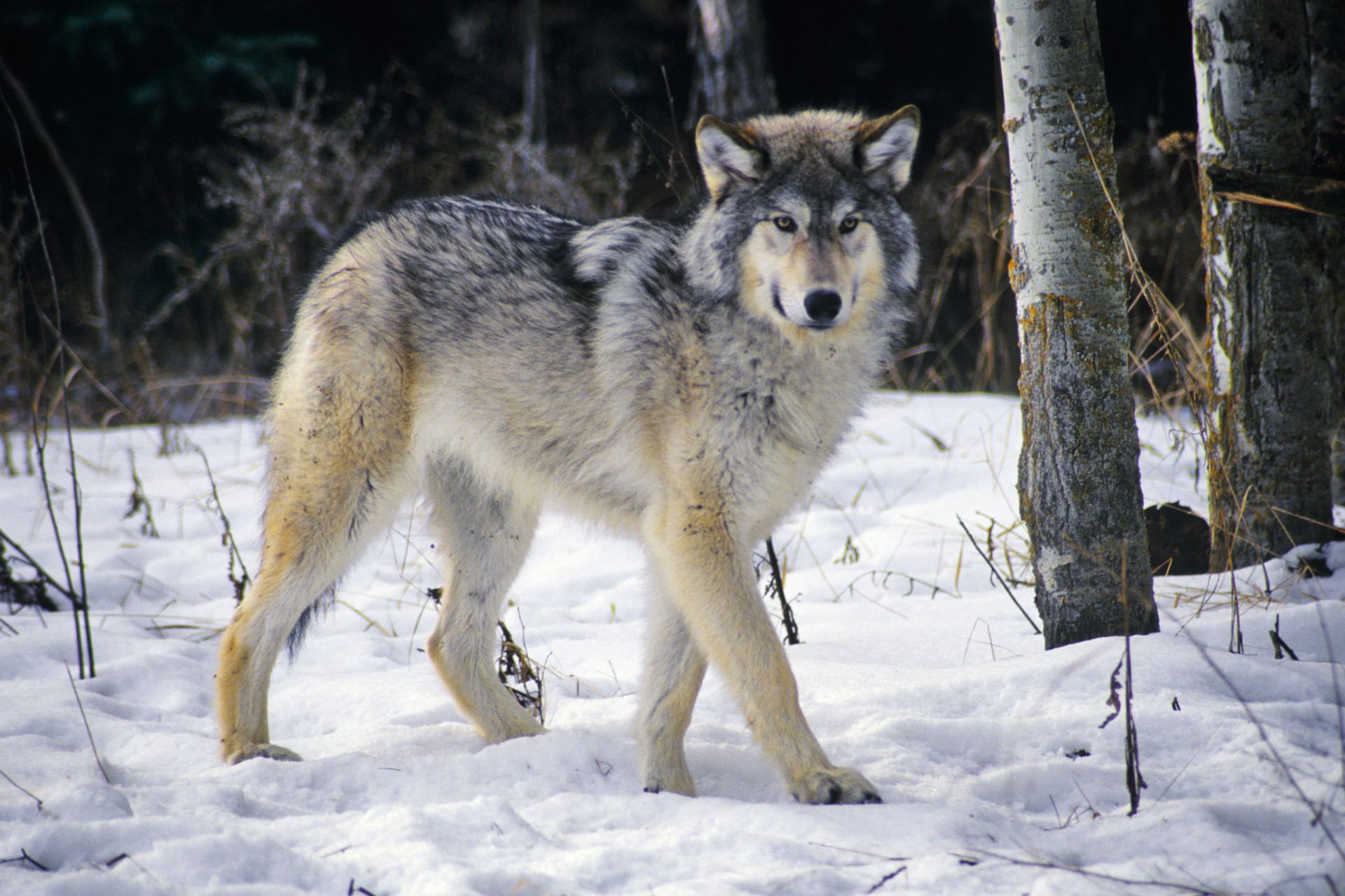 The wolf: one of the most misunderstood creatures
