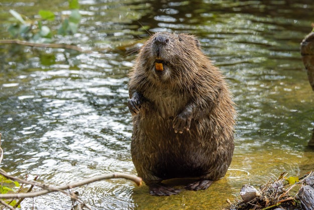 I genuinely can't watch "Hoppers" the same after learning these 21 facts