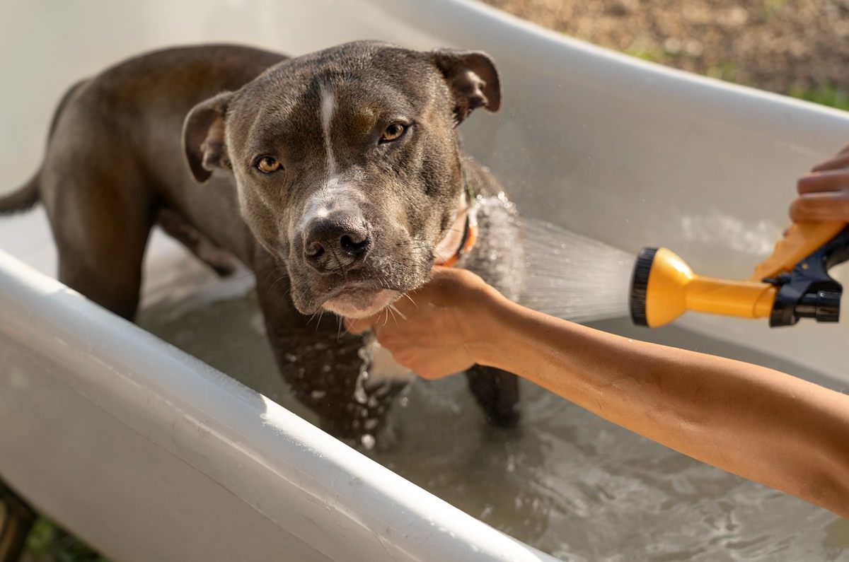 Descubre qué partes del cuerpo de tu perro debes mojar para refrescarlo
