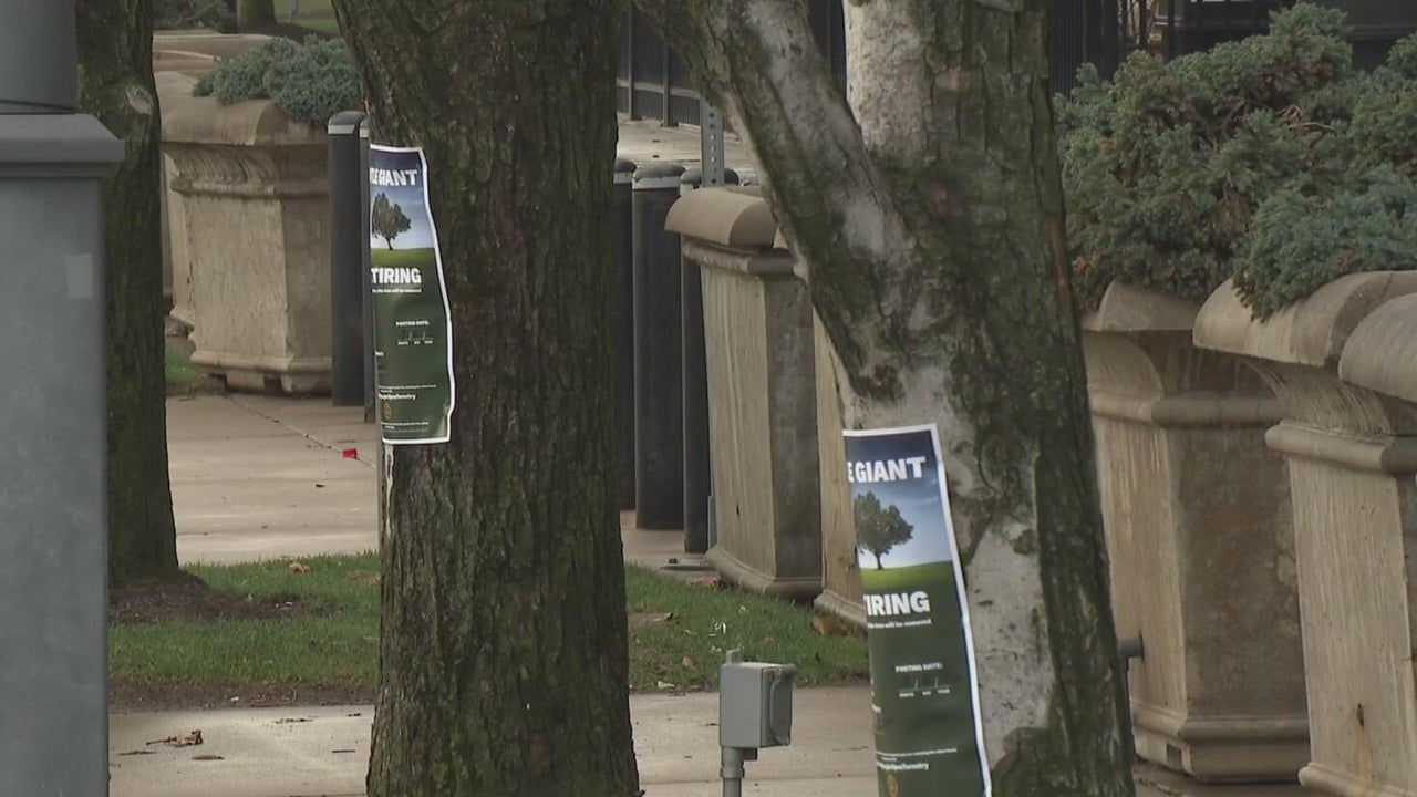 Dozens of trees to be cut down on Pittsburgh's North Shore for NFL ...