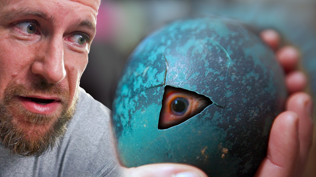 We tried to hatch the rarest emu egg