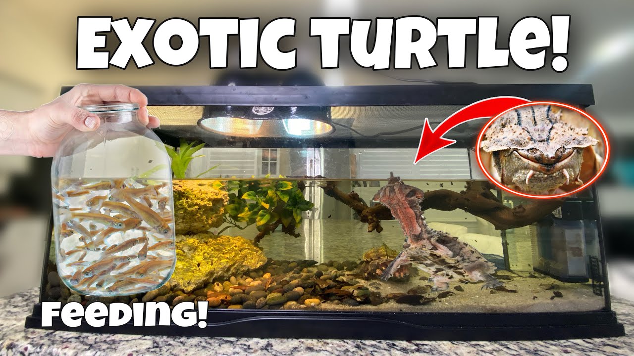 I fed my mata mata turtle live minnows!🐢💦