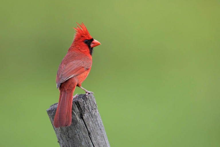 The spiritual meaning of seeing a cardinal