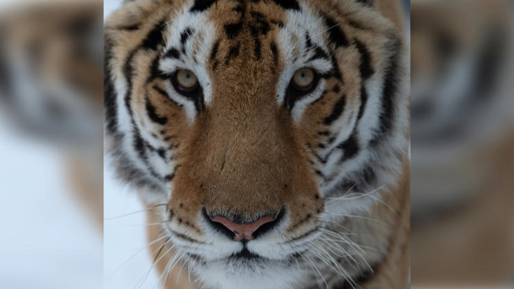 Sebastian, tiger formerly owned by Joe Exotic, dies after cancer battle ...