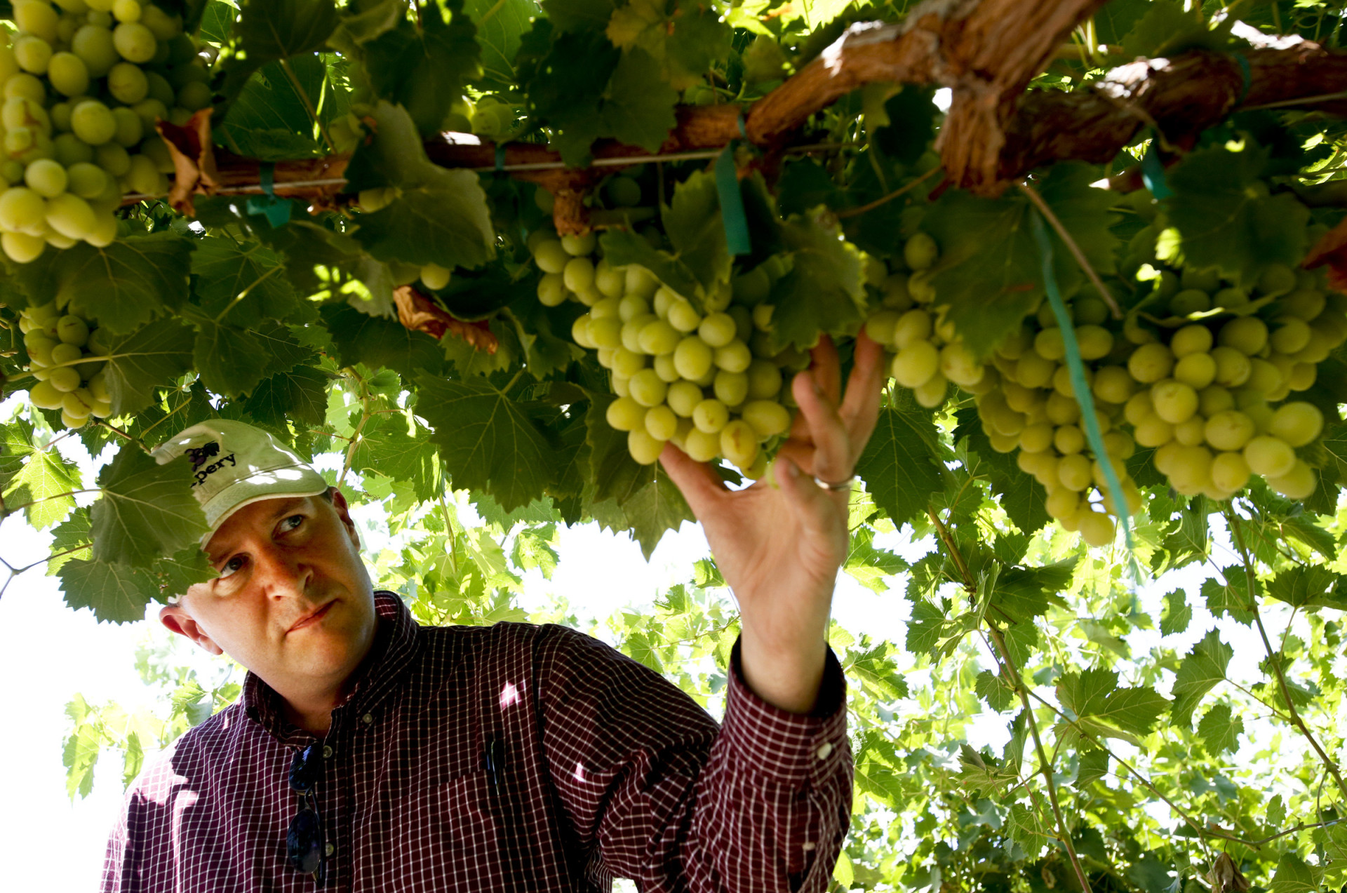 The weird world of hybrid fruits