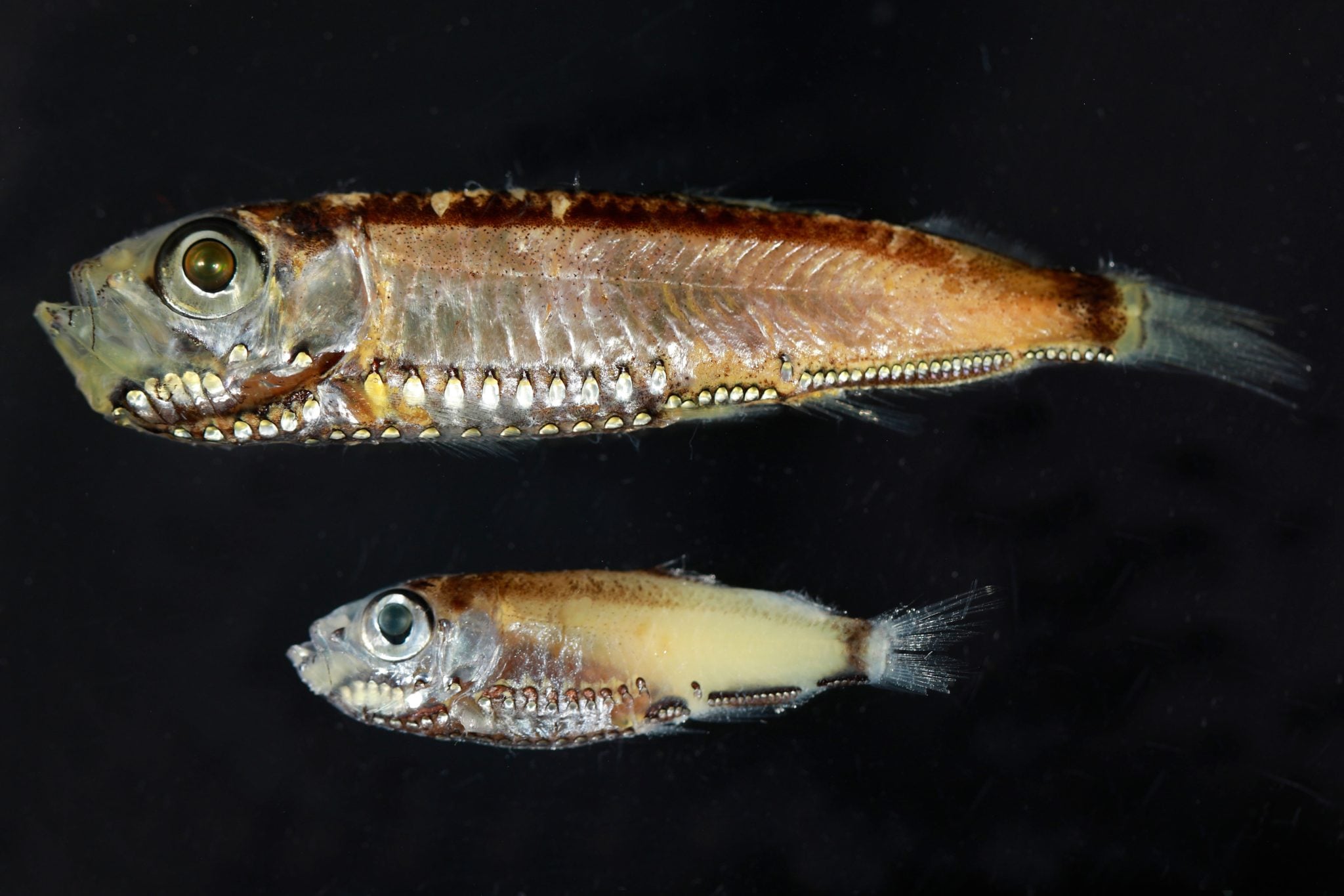 👁️ Discovery of a unique visual cell in deep-sea fish