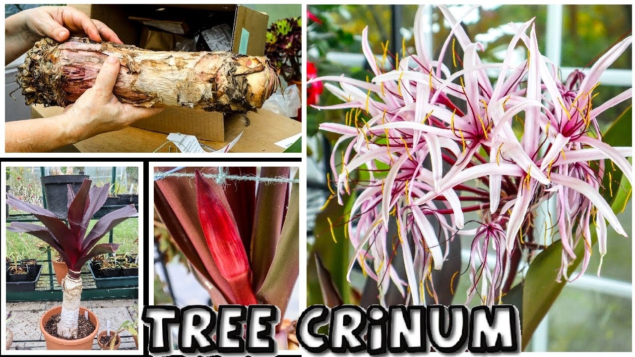 6 stages of growing a grand crinum lily from bulb to bloom